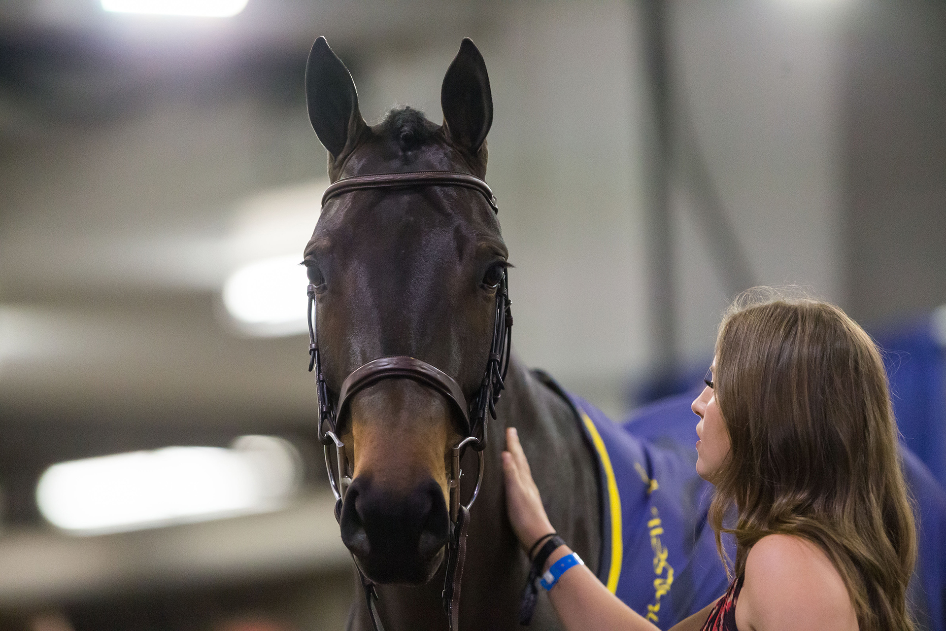 Horse Show Competitors The Royal Agricultural Winter Fair Horse Show Competitors The Royal Agricultural Winter Fair