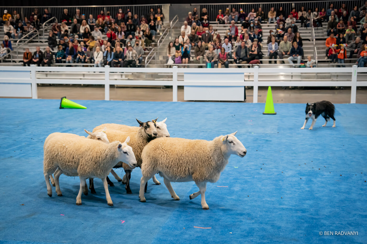 The Animal Theatre • The Royal Agricultural Winter Fair